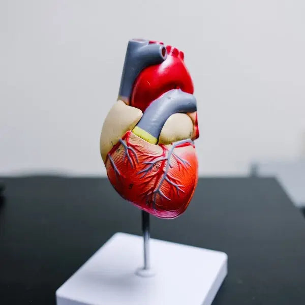 Understanding Low Resting Heart Rate: An Indicator of Fitness | Roam