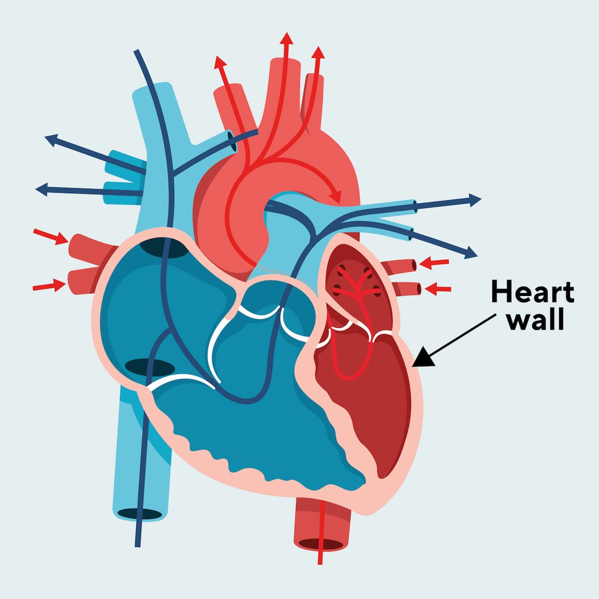 The Athlete's Heart: How Training Transforms Your Ticker | Roam | NZ ...